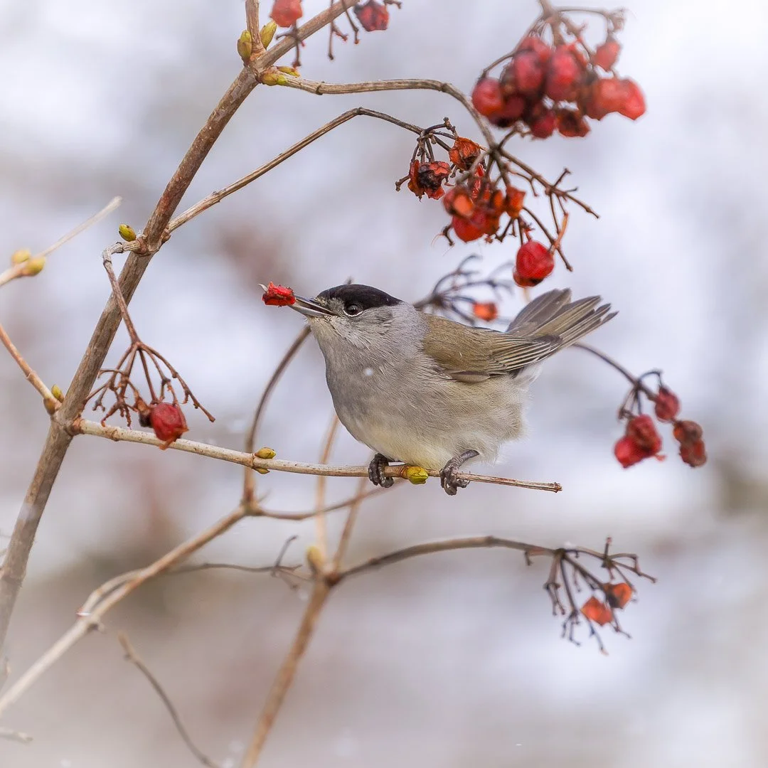 The Blackcap – A Small Bird with a Unique Cap — Wildenatur.com