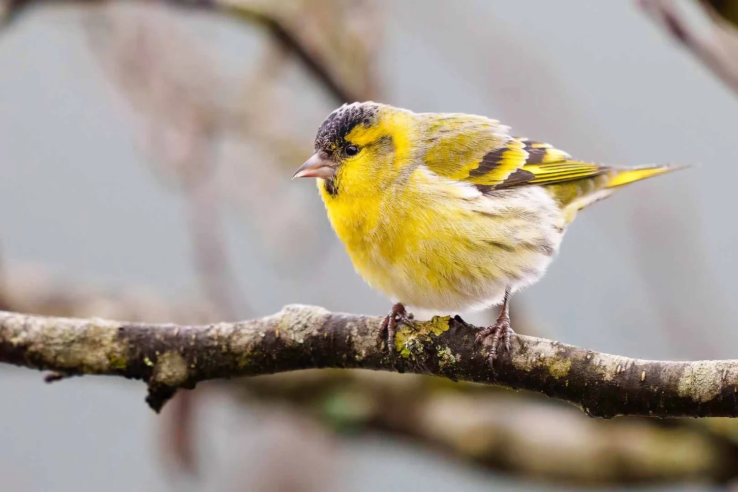 Native Birds of Germany — Wildenatur.com
