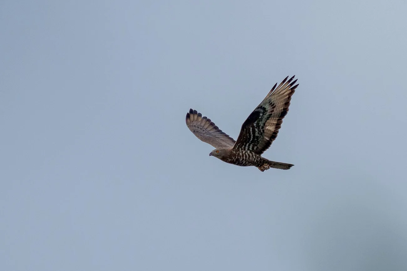 European Honey Buzzard: Features & Habitat — Wildenatur.com