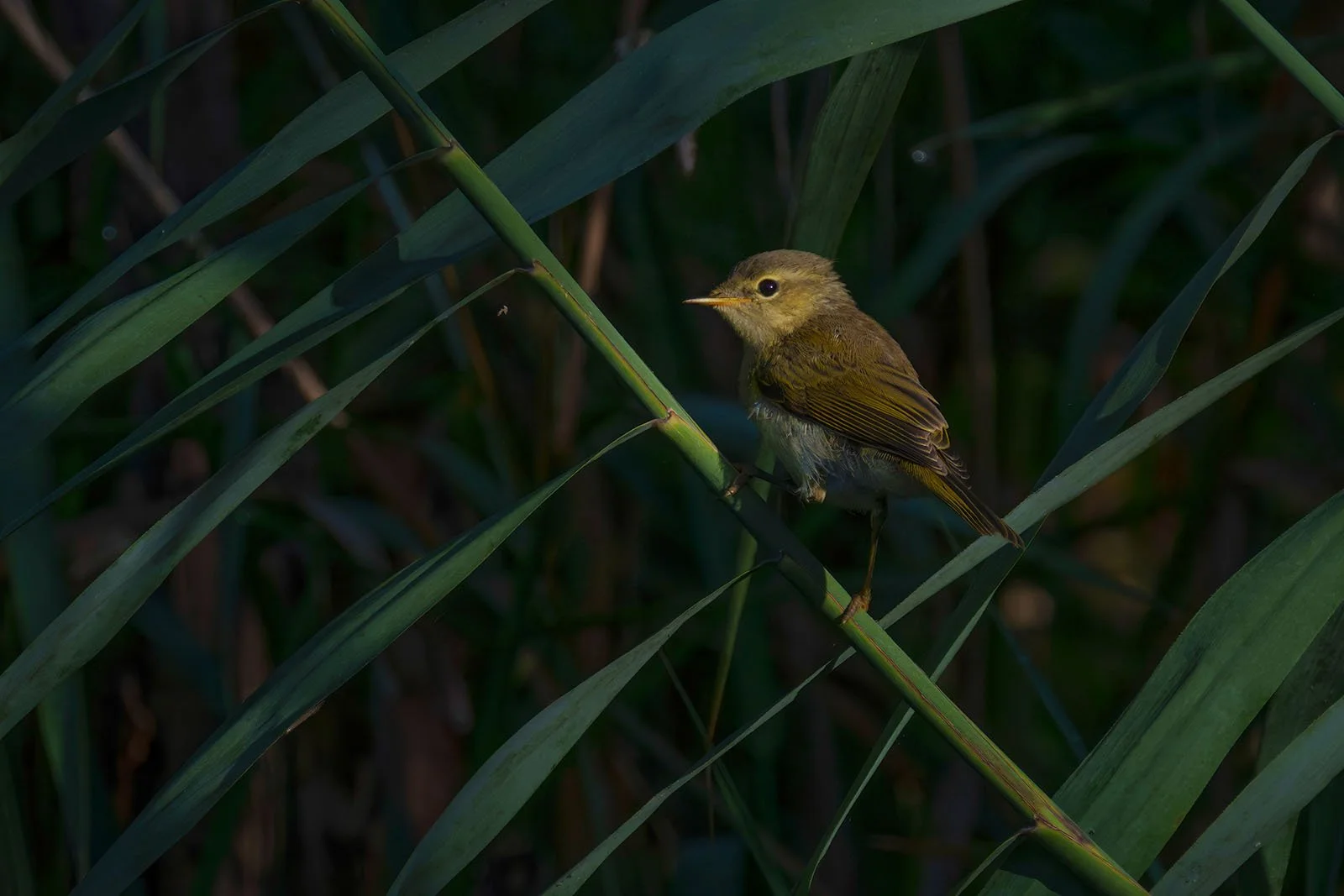 Chiffchaff: The Versatile Singer of the Forest — Wildenatur.com
