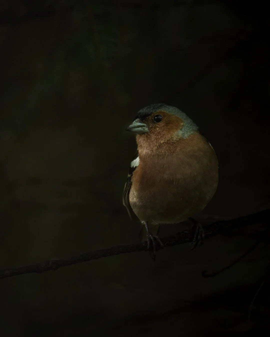 Native Birds of Germany — Wildenatur.com