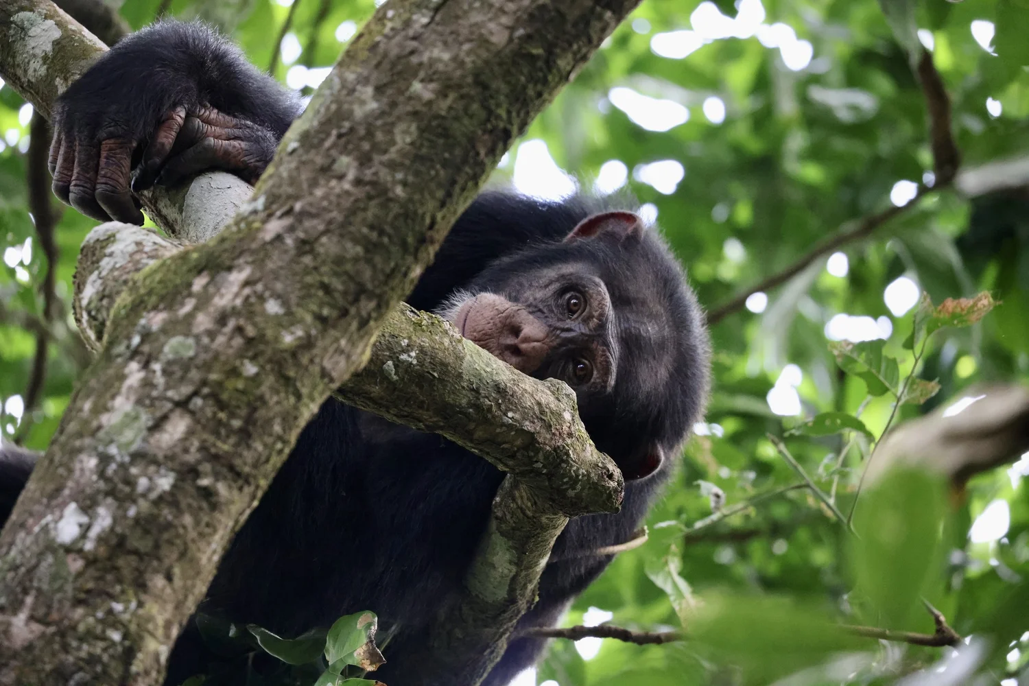 Ape Behaviour & Ecology Group