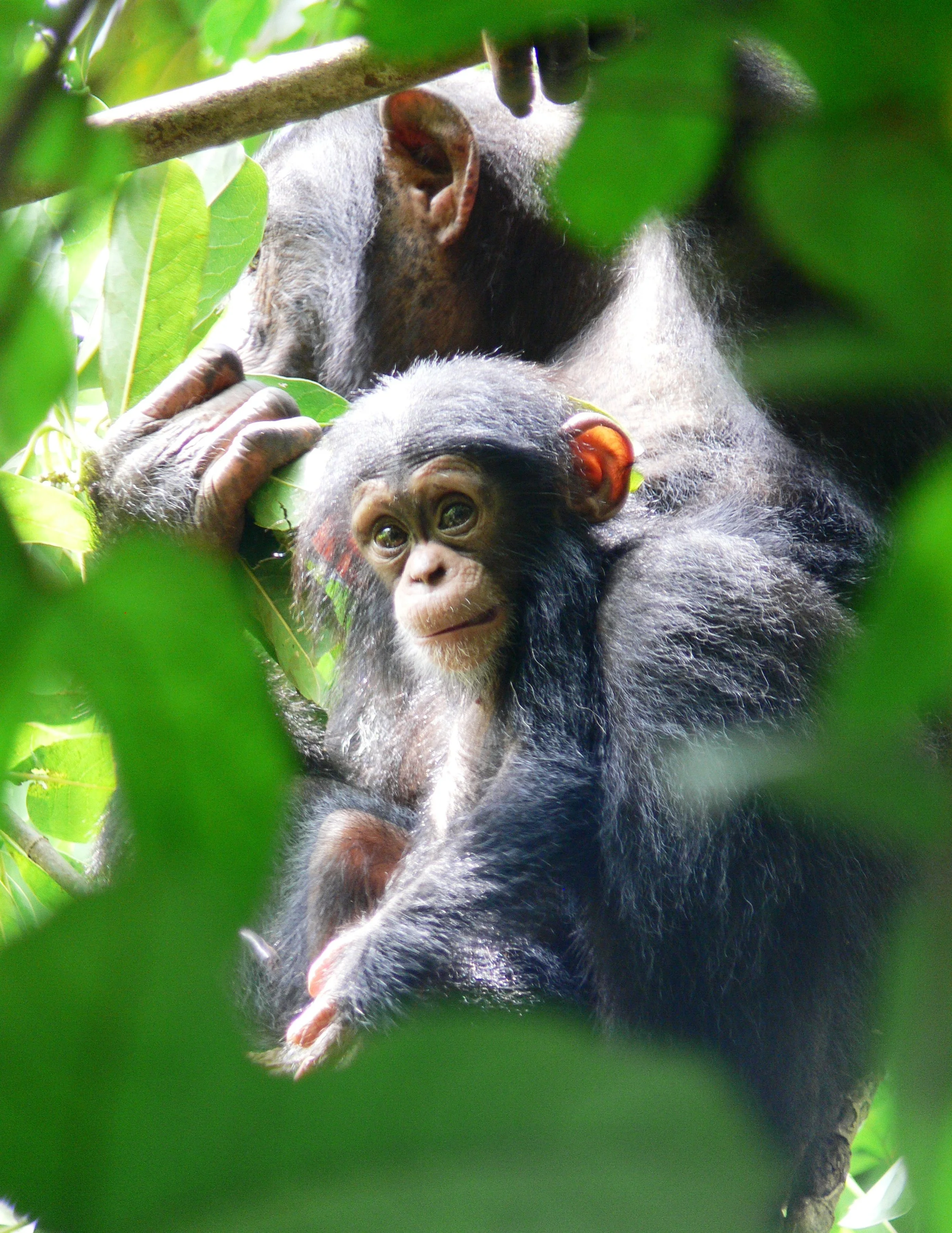 Ape Behaviour & Ecology Group