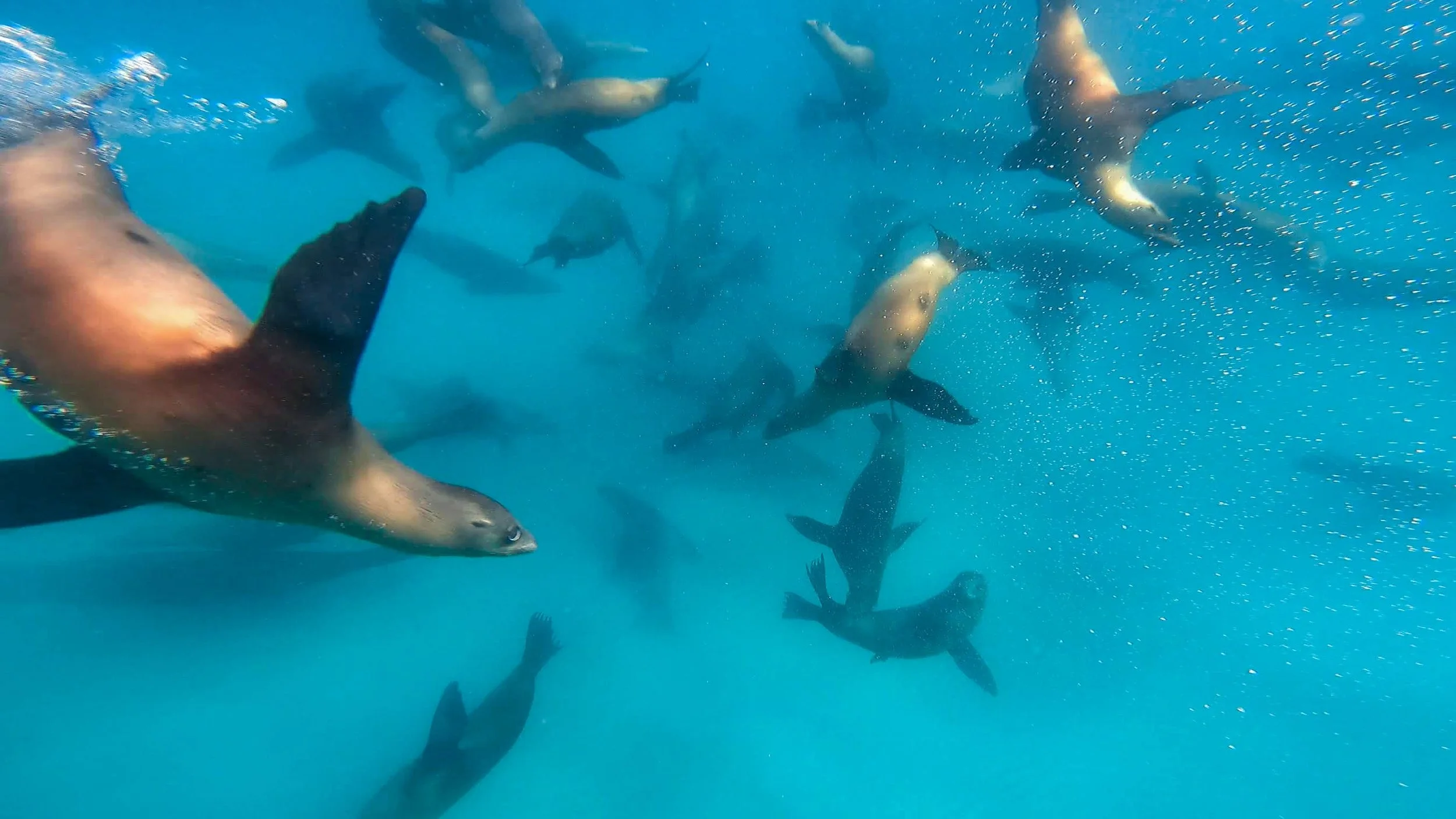 Scuba Diving in Baja California | Baja Wild Encounters