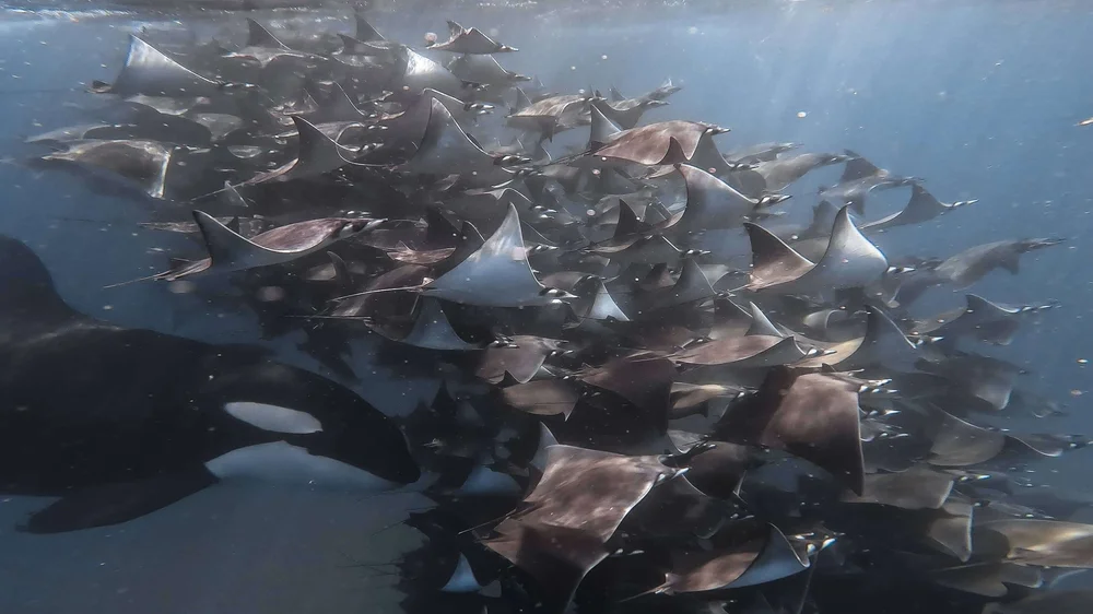 Mobula Ray Migration Expedition | Baja Wild Encounters