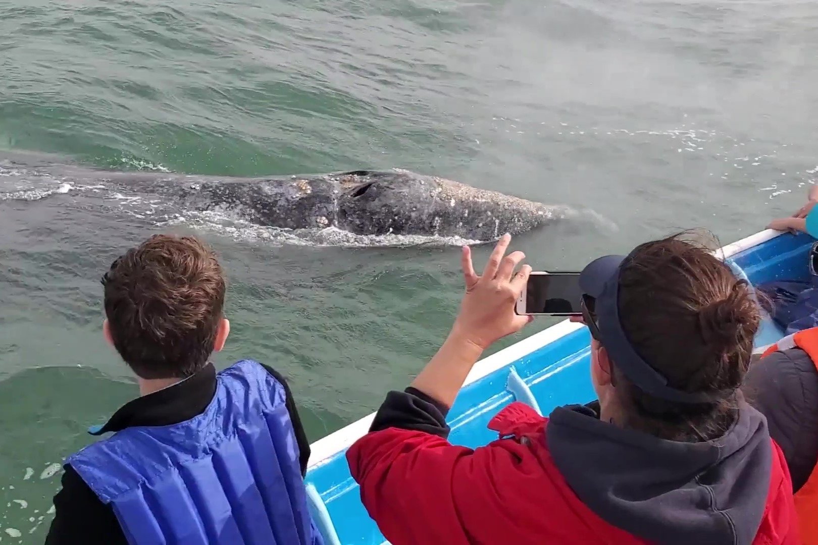 Wildlife Expeditions in Baja Mexico | Baja Wild Encounters