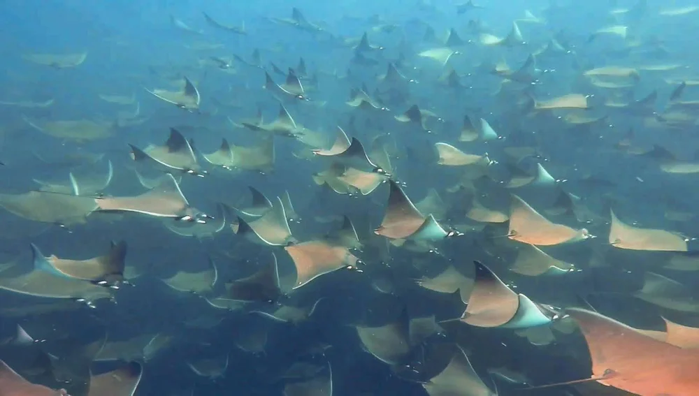 Mobula Ray Migration Expedition | Baja Wild Encounters