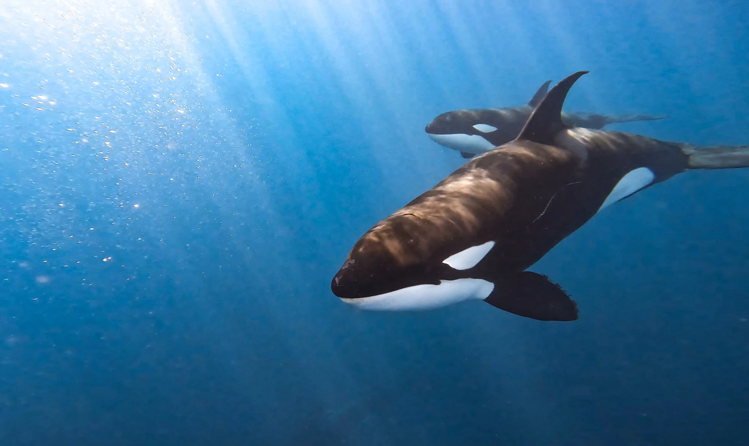 Baja Adventure Tours | Ethical Eco Tourism Baja California