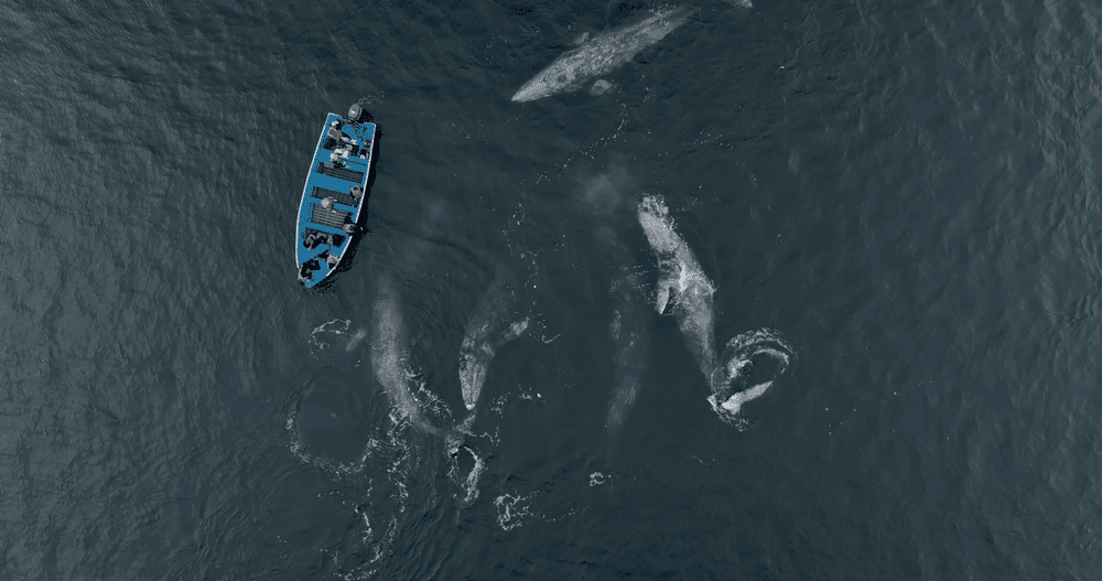 Baja Gray Whale Watching Adventure | Baja Wild Encounters