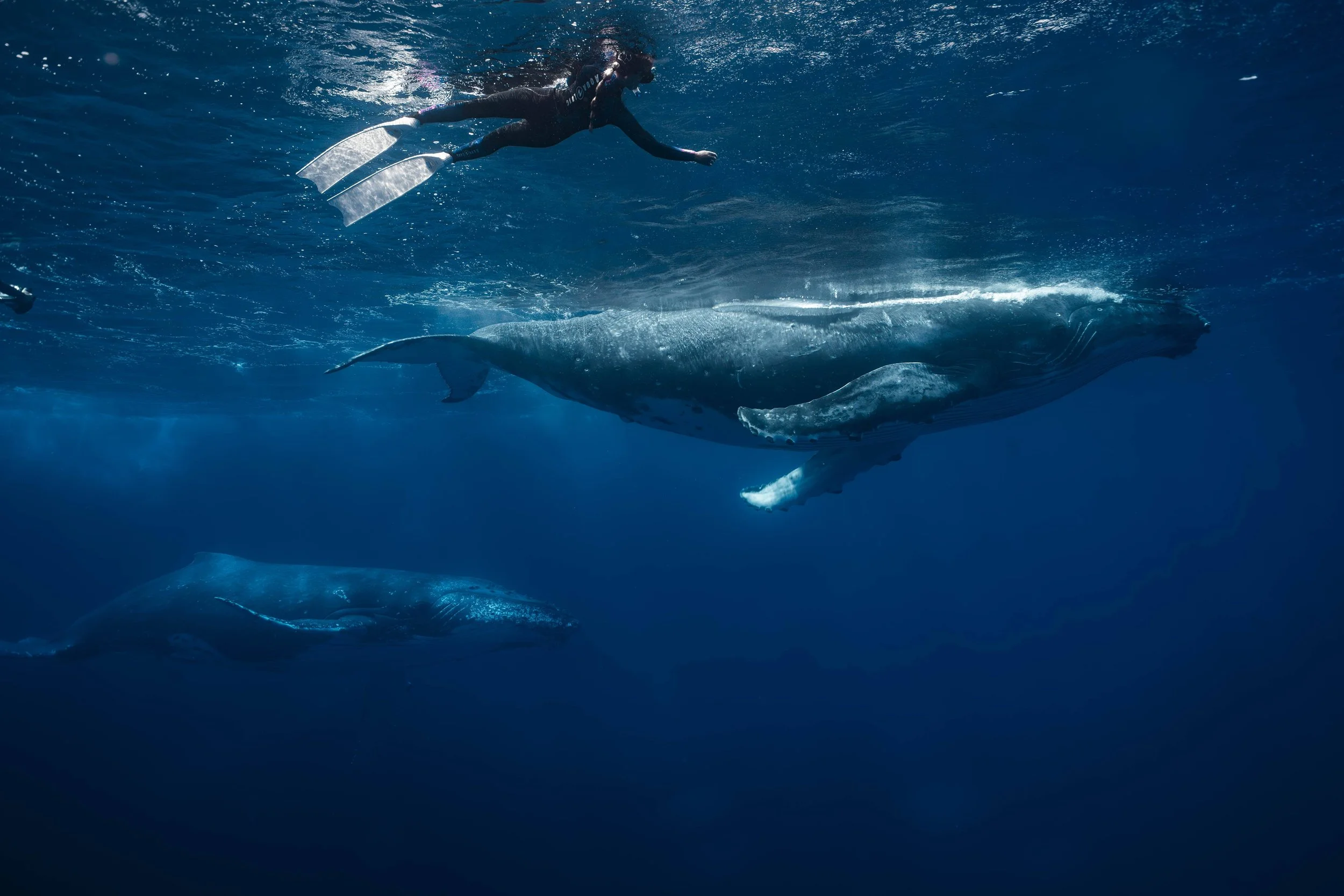 Swim With Humpback Whales in French Polynesia | Baja Wild Encounters