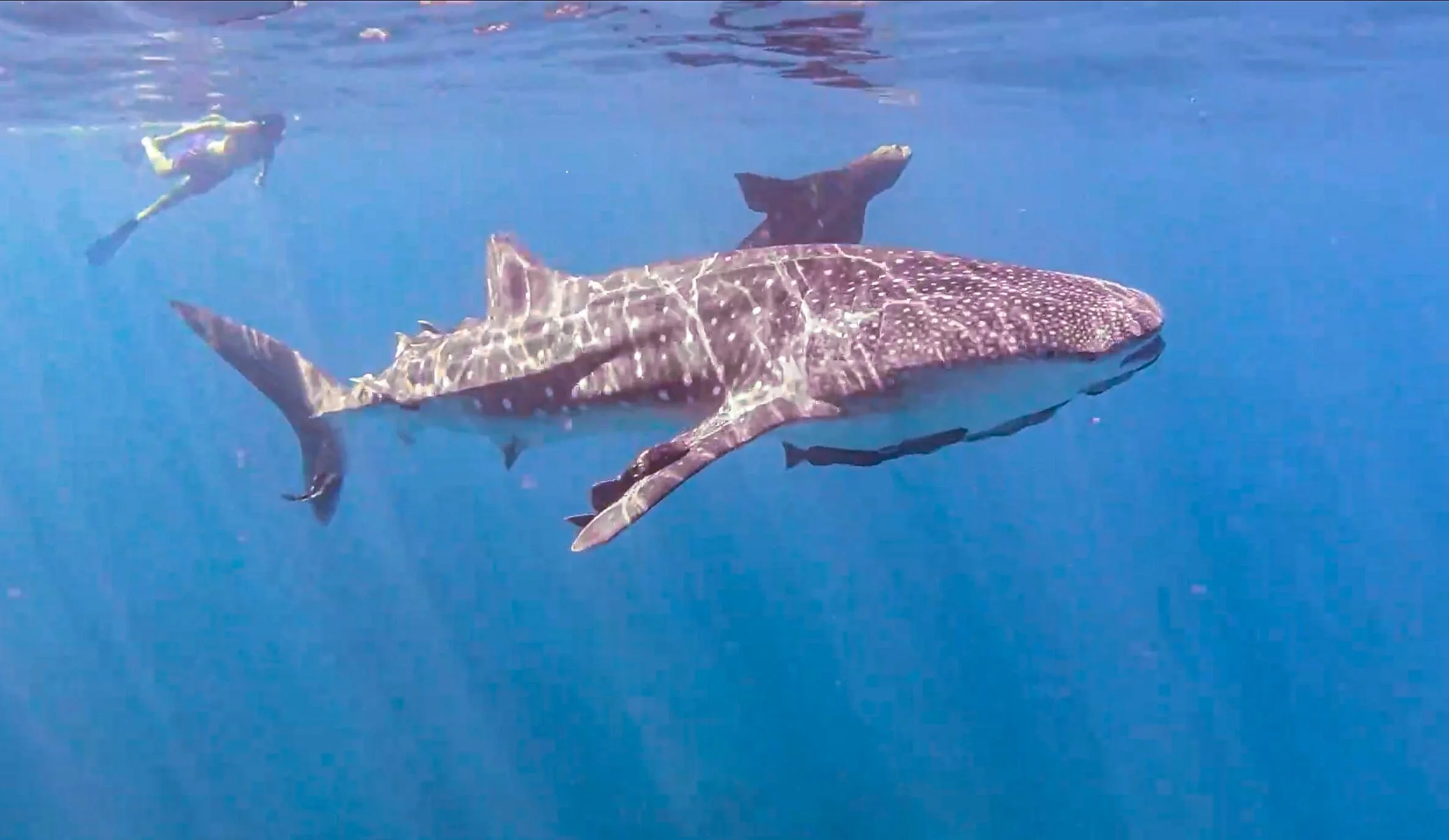 Whale Shark Tours Baja | Best Whale Shark Eco Tours — Baja Wild Encounters