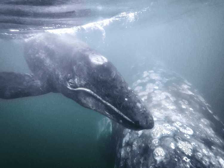 Baja Gray Whale Watching Adventure | Baja Wild Encounters