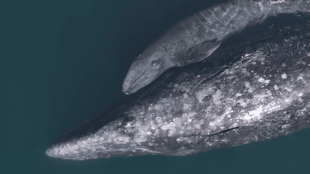 Baja Gray Whale Watching Adventure | Baja Wild Encounters