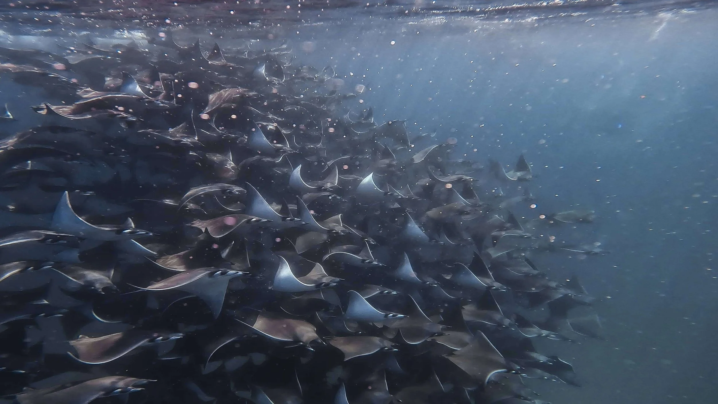 Mobula Ray Migration Expedition | Baja Wild Encounters