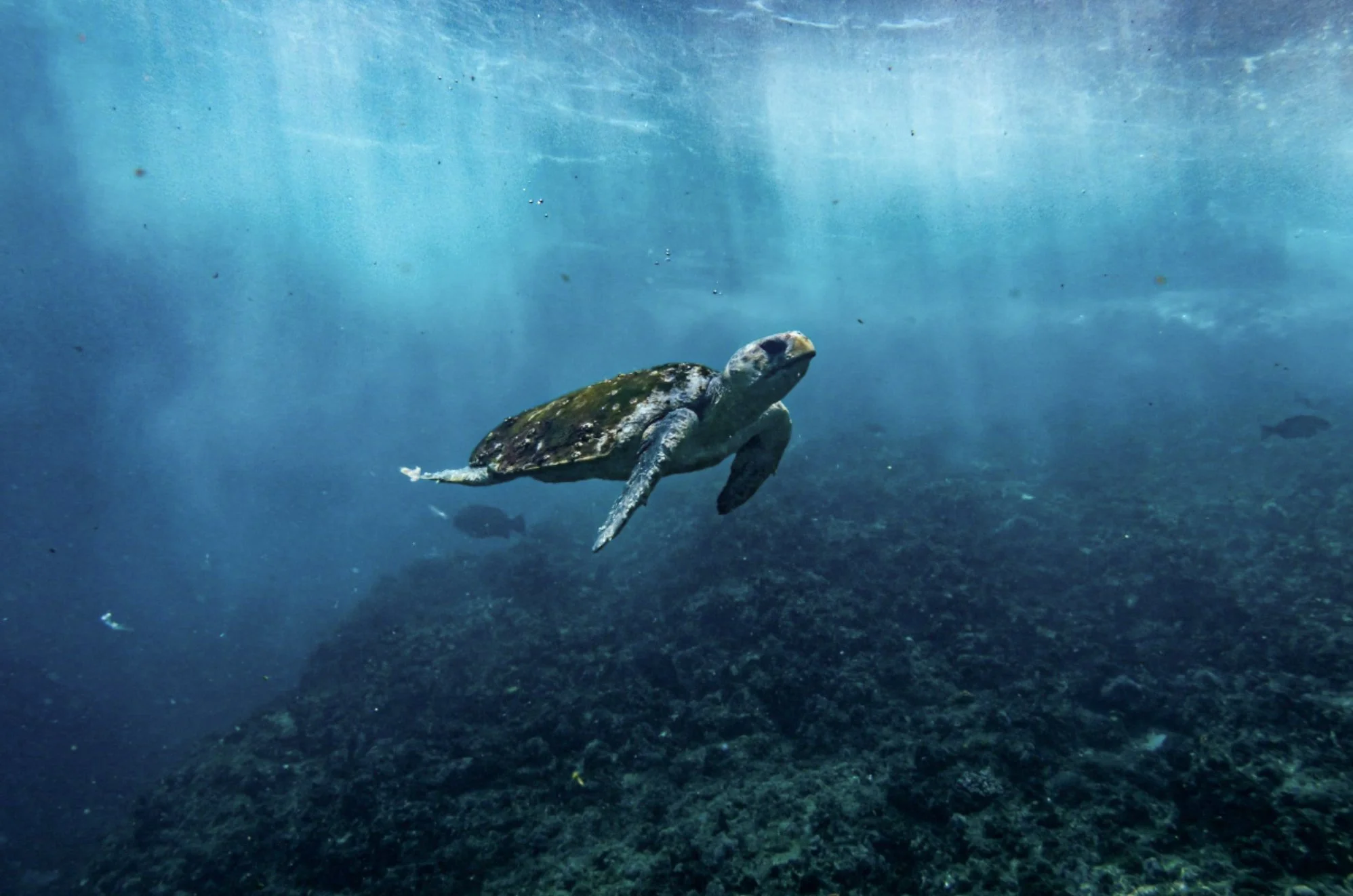 Scuba Diving in Baja California | Baja Wild Encounters