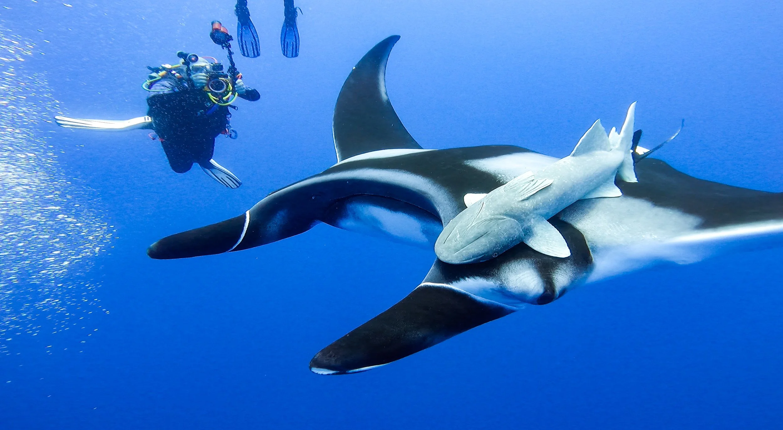Scuba Diving in Baja California | Baja Wild Encounters