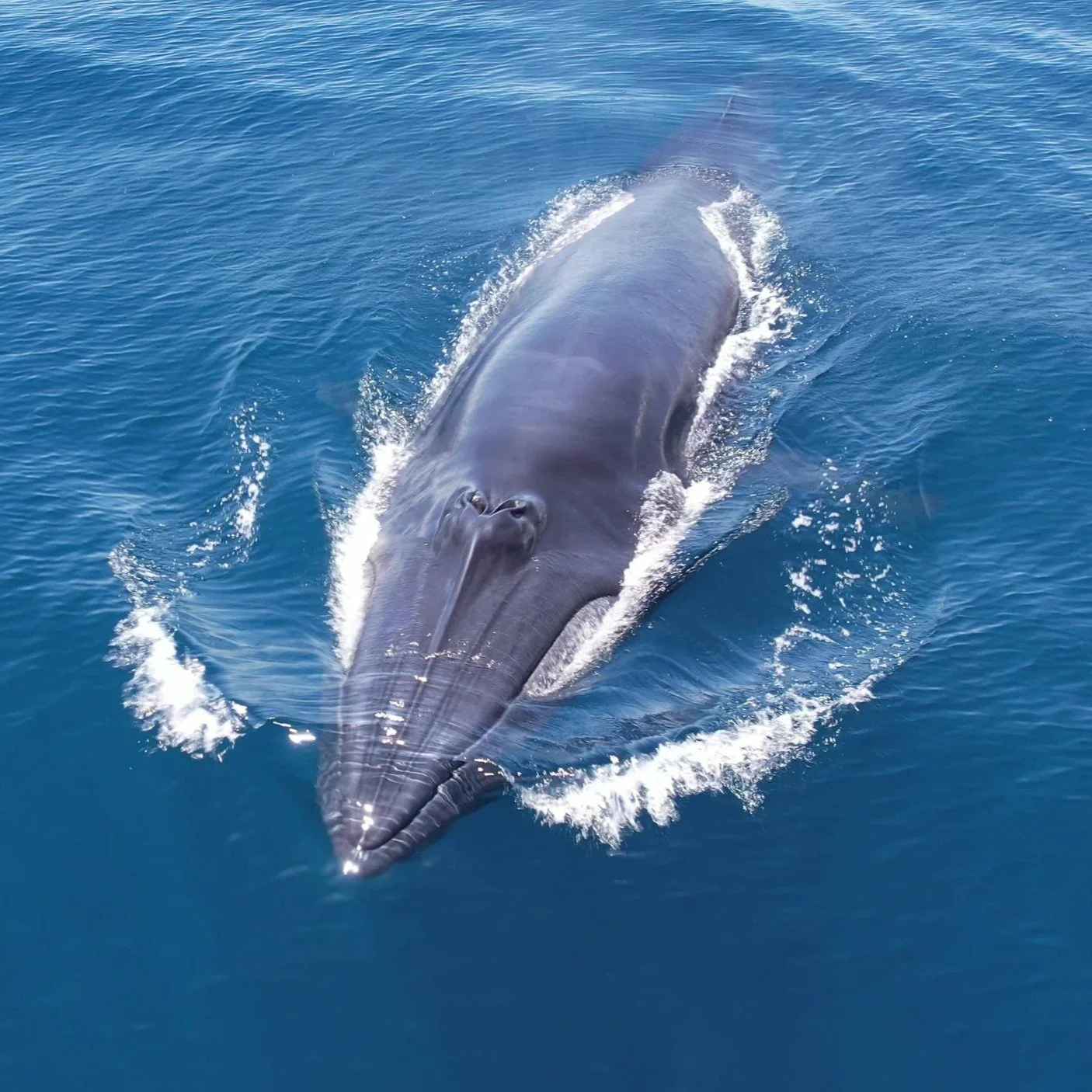 Mexico's Sardine Run & Striped Marlin | Baja Wild Encounters