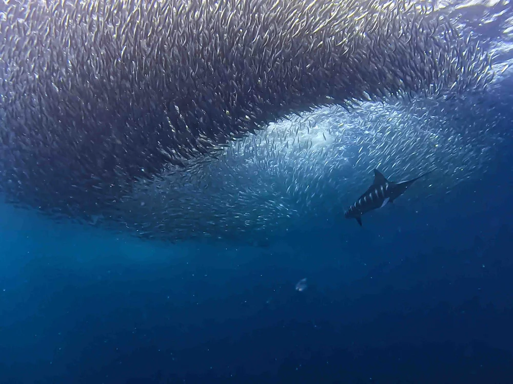 Mexico's Sardine Run & Striped Marlin | Baja Wild Encounters