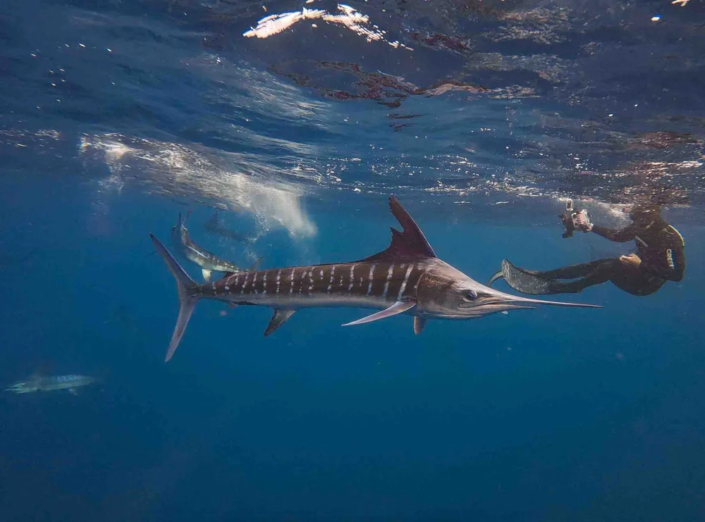 Mexico's Sardine Run & Striped Marlin | Baja Wild Encounters