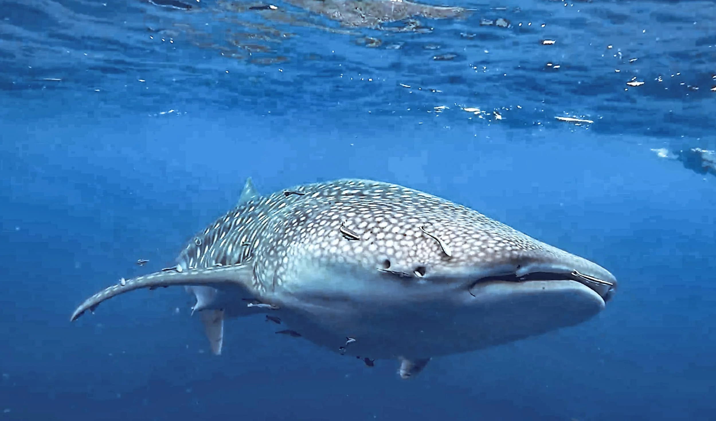 Mexico Whale Sharks & Seafari | Baja Wild Encounters