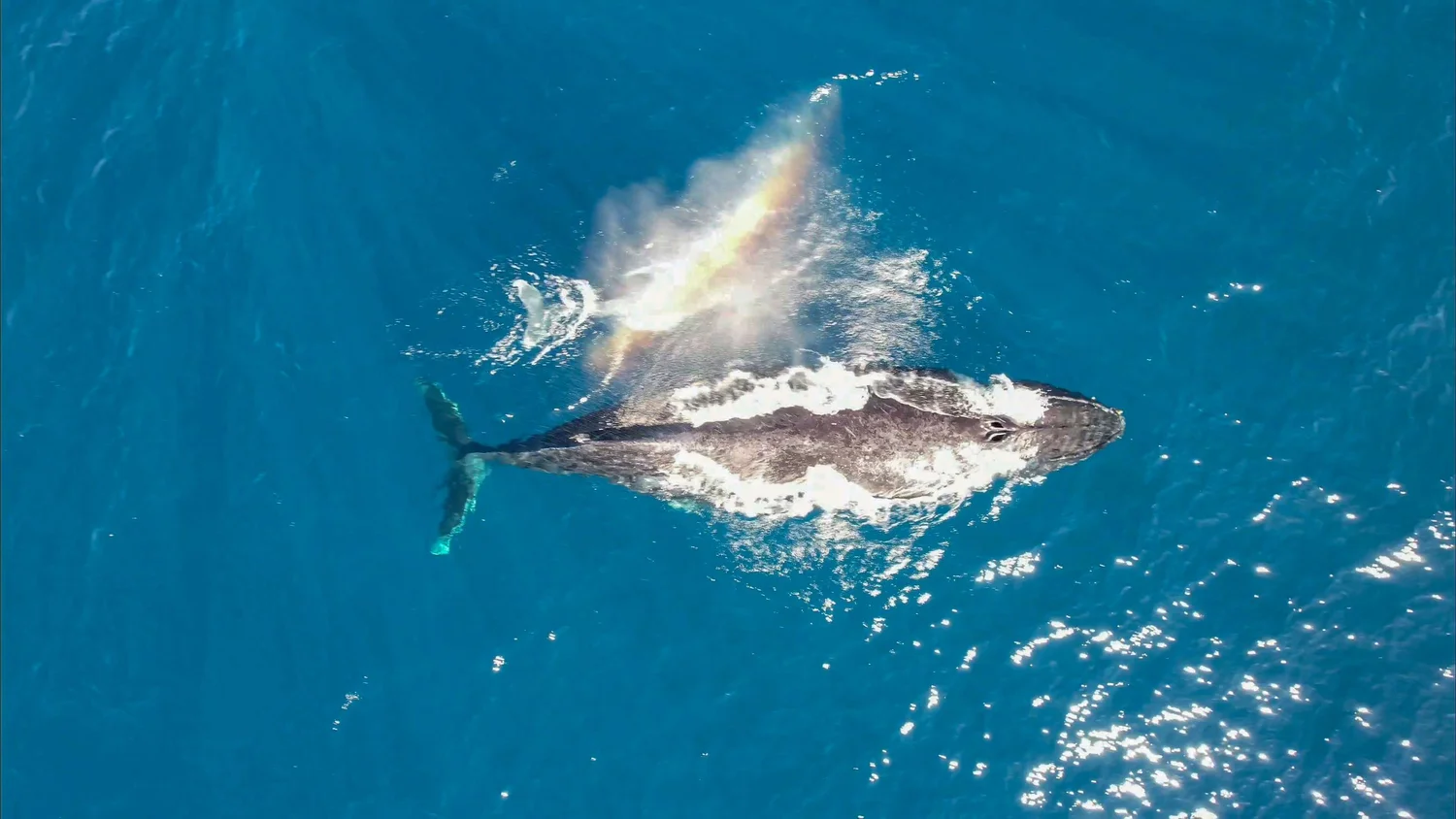 Baja California Whale Watching Tour | Baja Wild Encounters