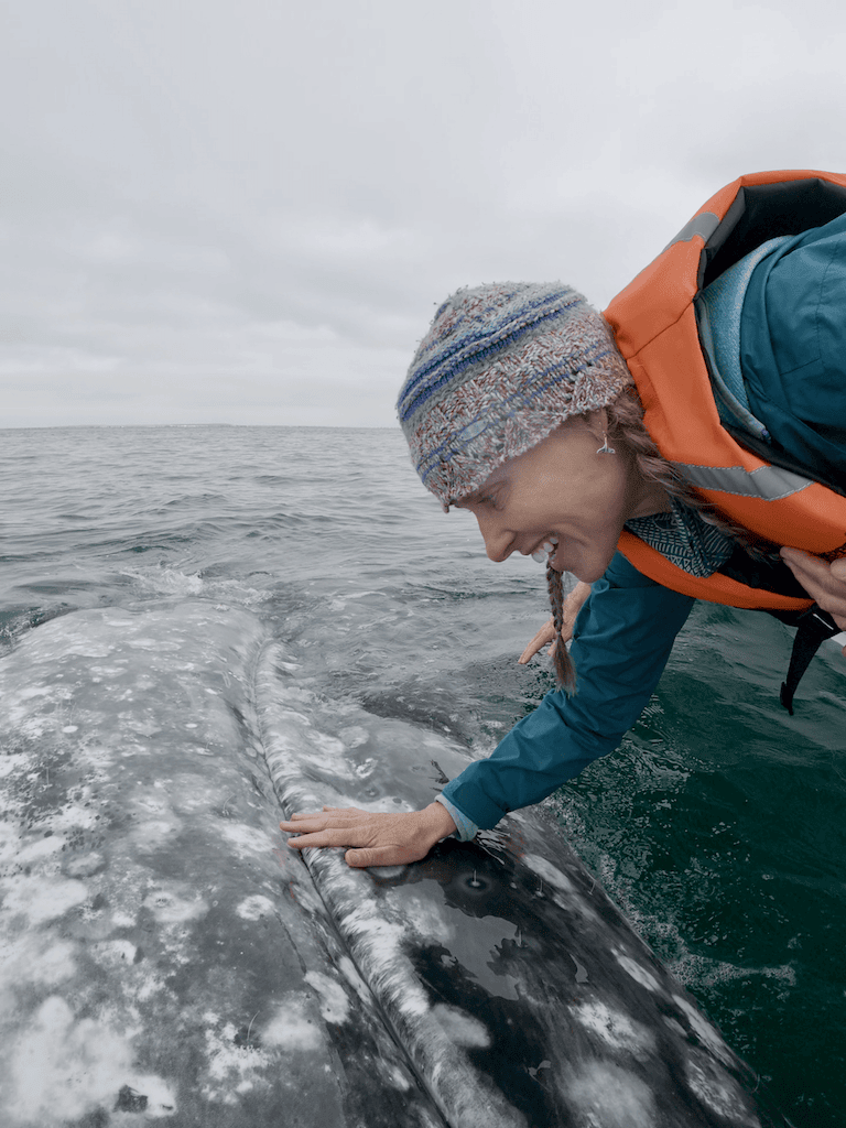 Baja Gray Whale Watching Adventure | Baja Wild Encounters