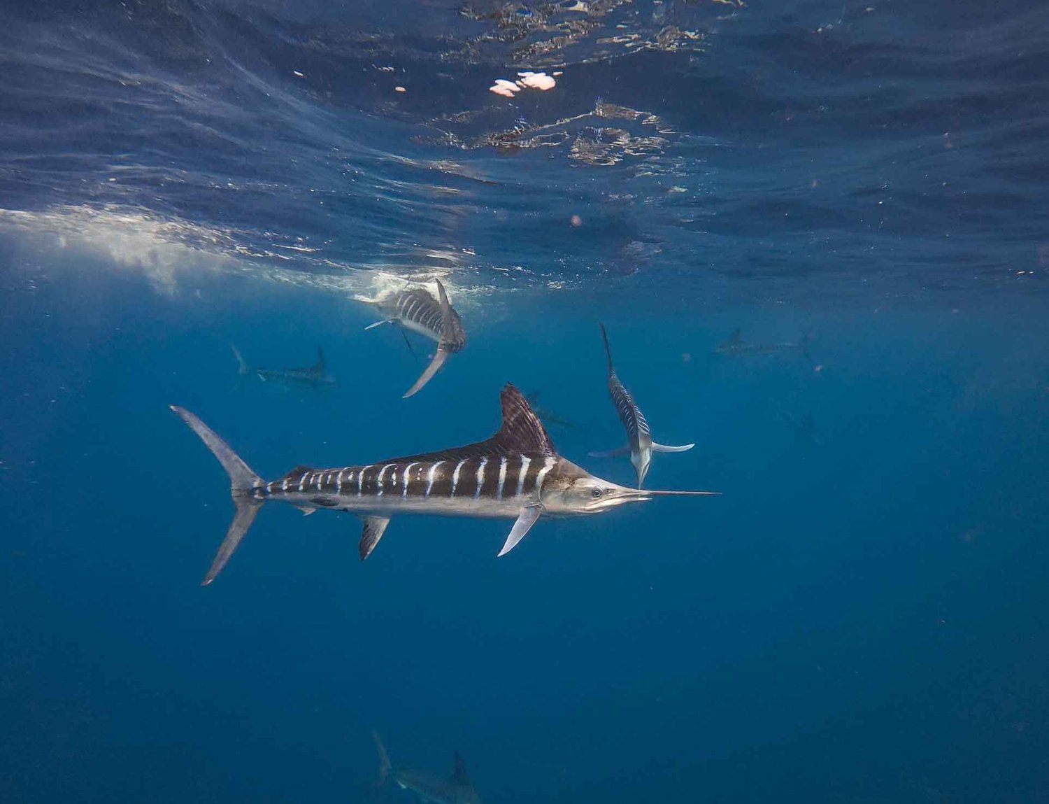 Mexico's Sardine Run & Striped Marlin | Baja Wild Encounters