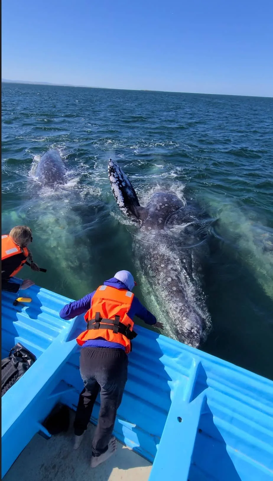 Baja Adventure Tours | Ethical Eco Tourism Baja California