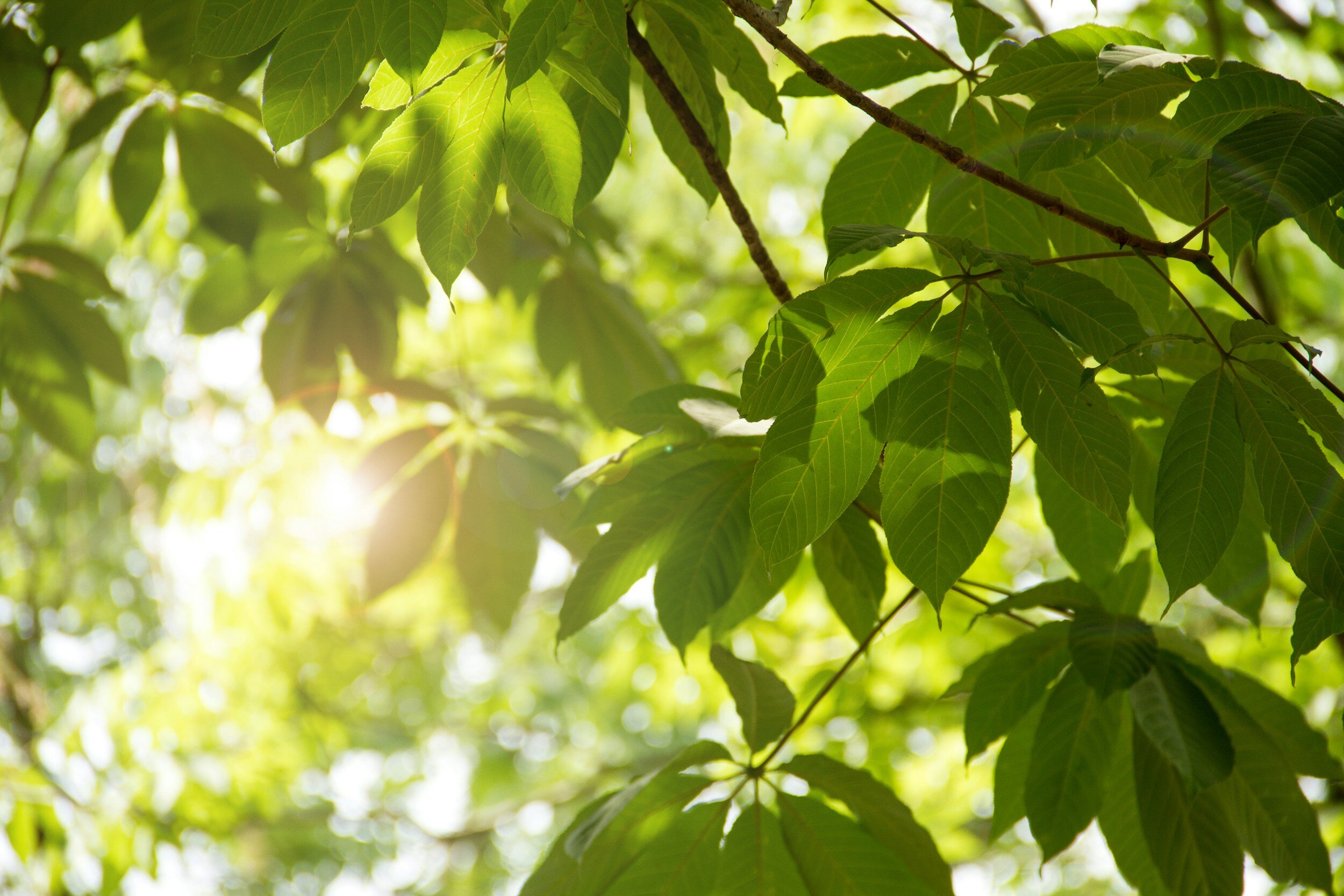 MY TOP 5 FAVOURITE TREES TO PLANT IN ALBERTA — Kingsley Landscaping