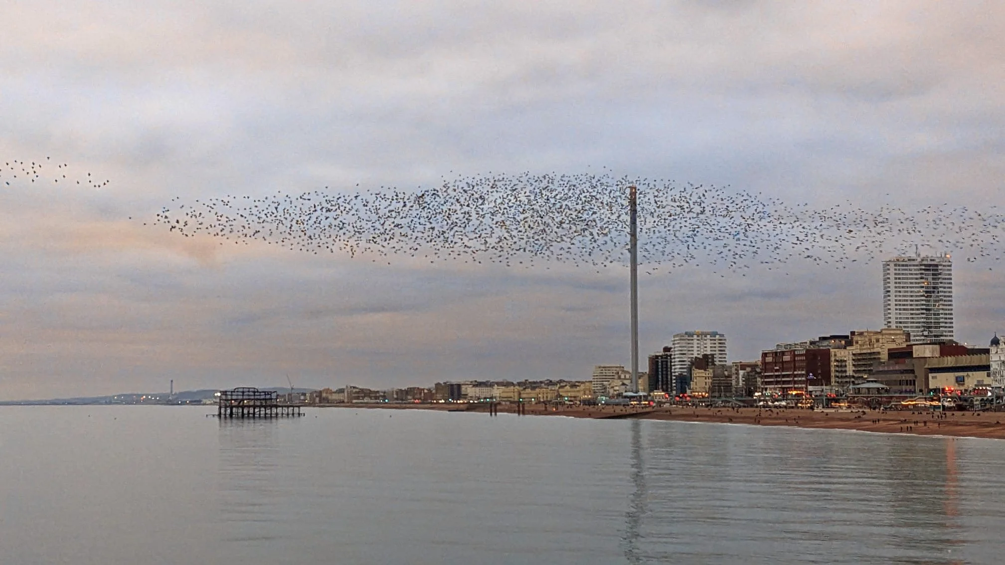 Fascinating facts about Starling Murmuration — The Experimentalist