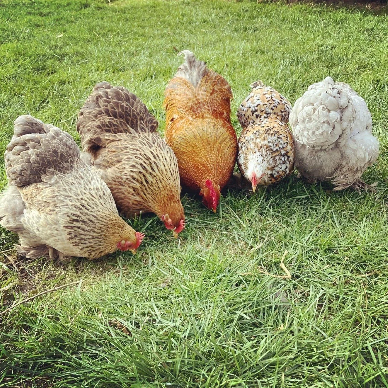 Farm & Country Store