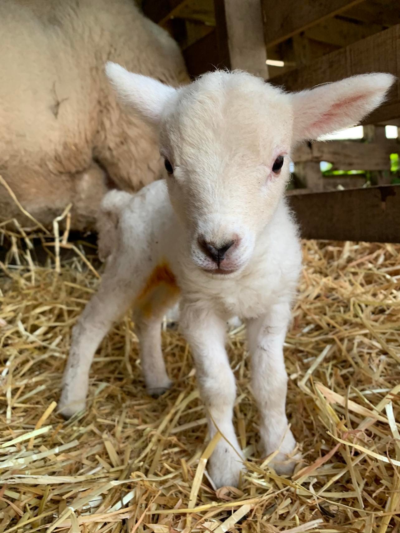 Farm & Country Store