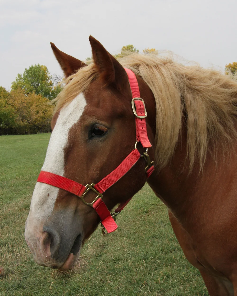 Our 4-Legged Pals — CHAPS Equine Assisted Services