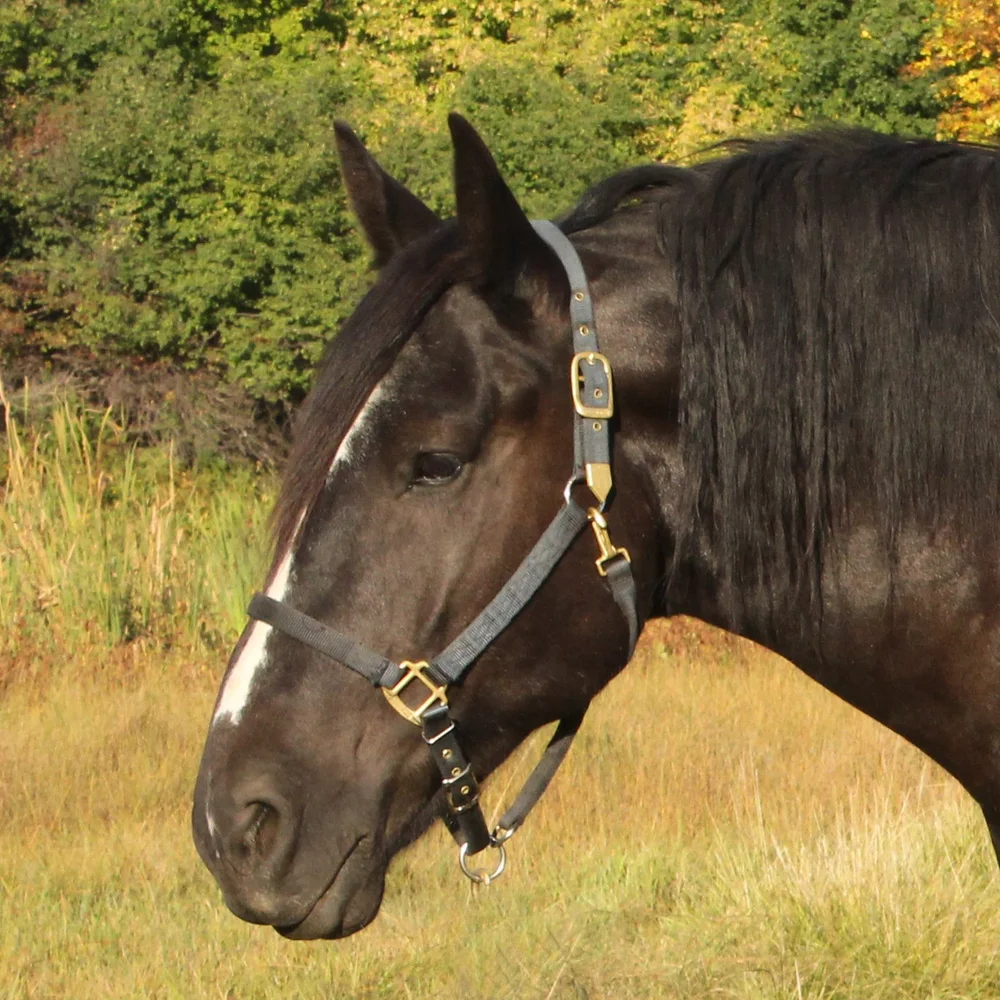 Our 4-Legged Pals — CHAPS Equine Assisted Services