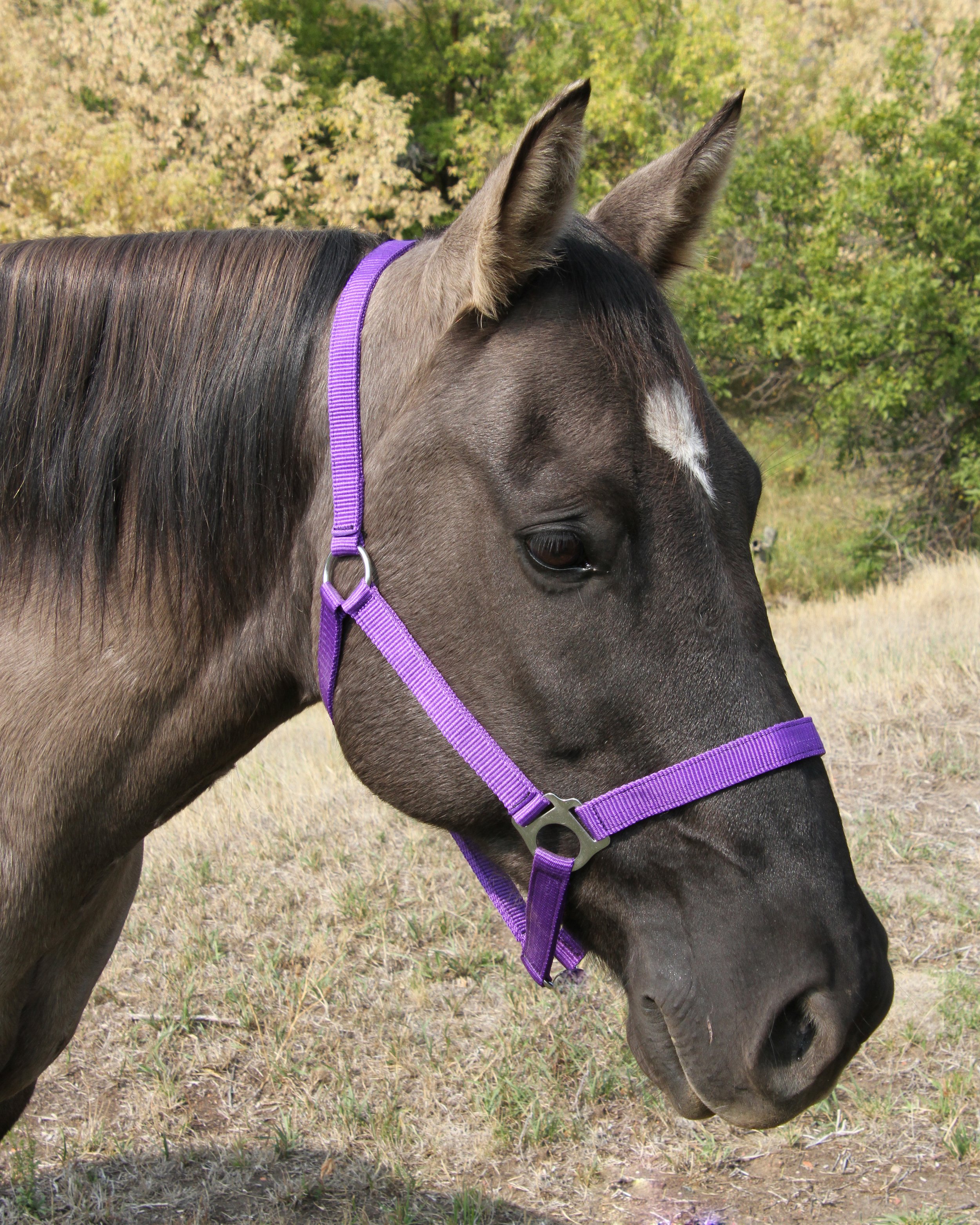 Our 4-Legged Pals — CHAPS Equine Assisted Services