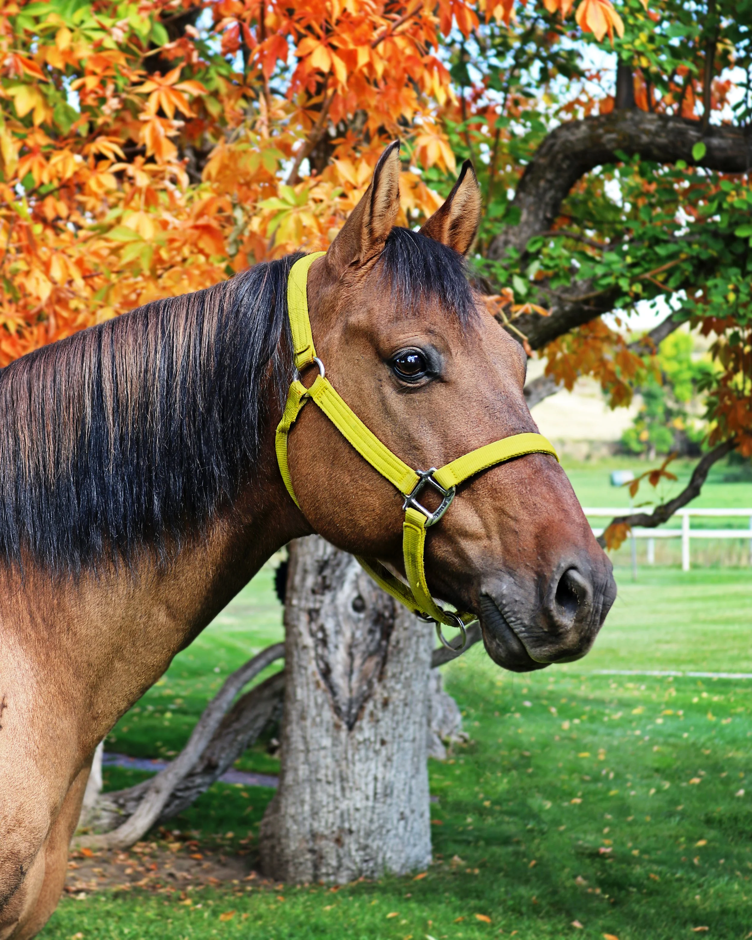 Our 4-Legged Pals — CHAPS Equine Assisted Services