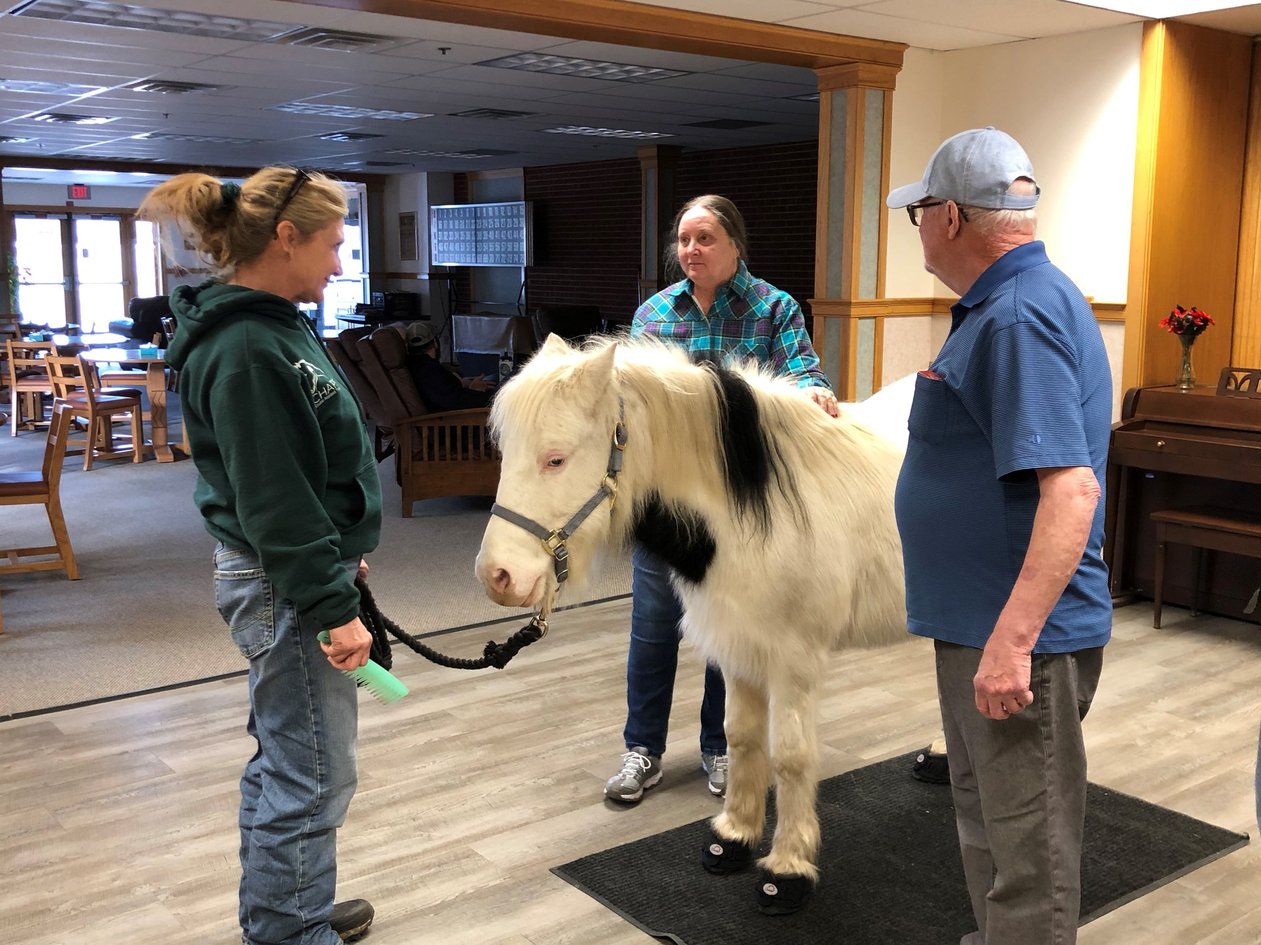 Equine Assisted Service Programs — CHAPS Equine Assisted Services