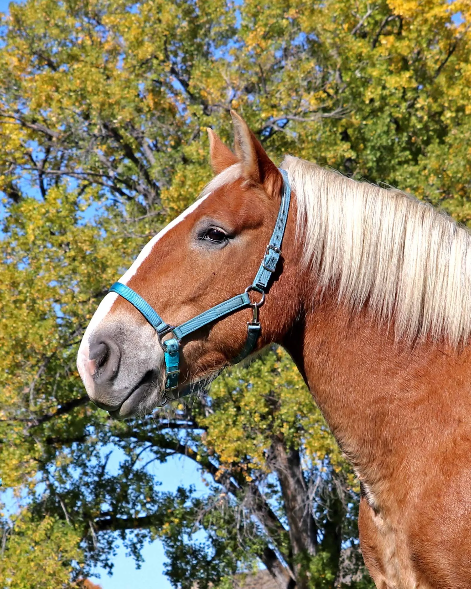 Our 4-Legged Pals — CHAPS Equine Assisted Services