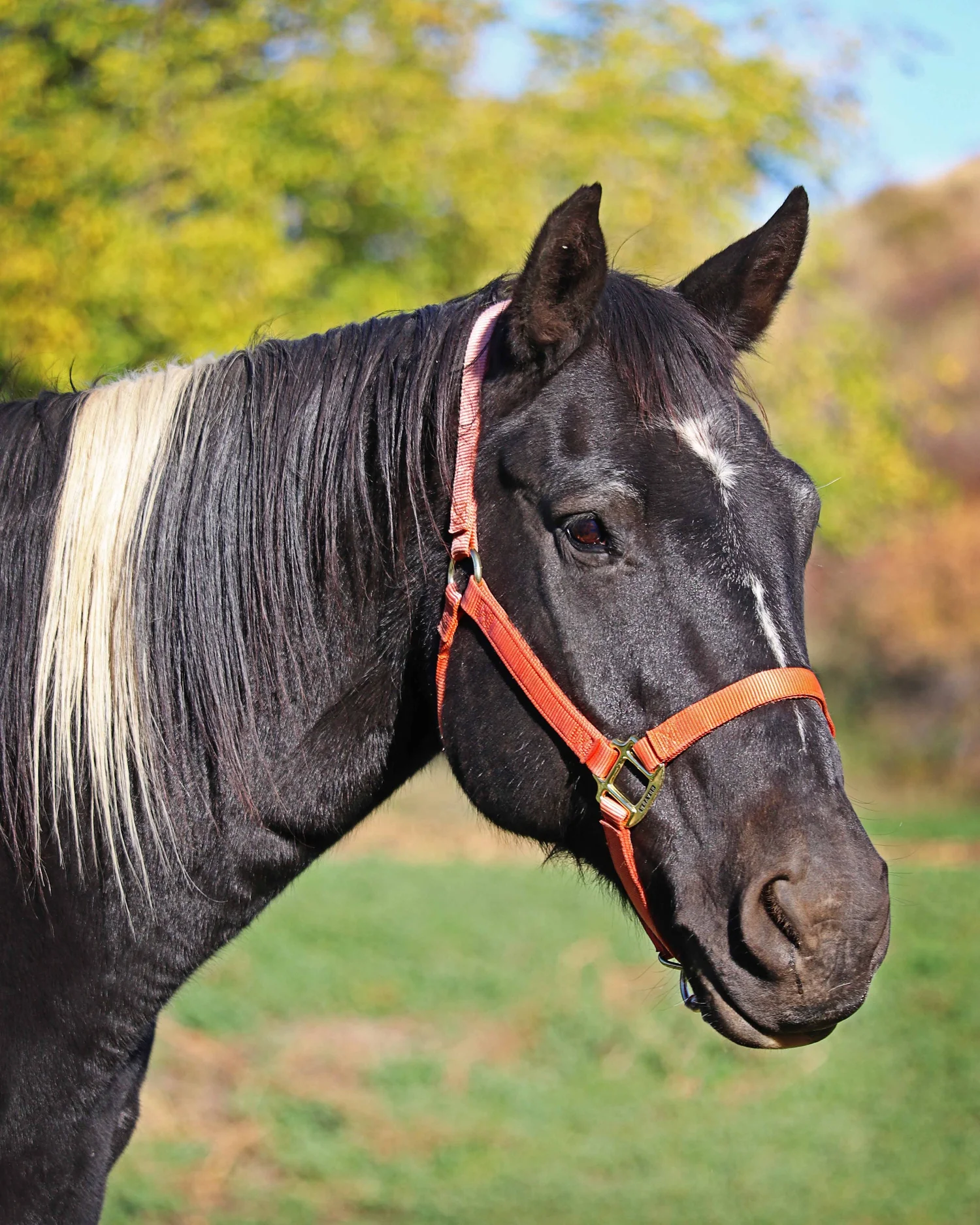 Our 4-Legged Pals — CHAPS Equine Assisted Services
