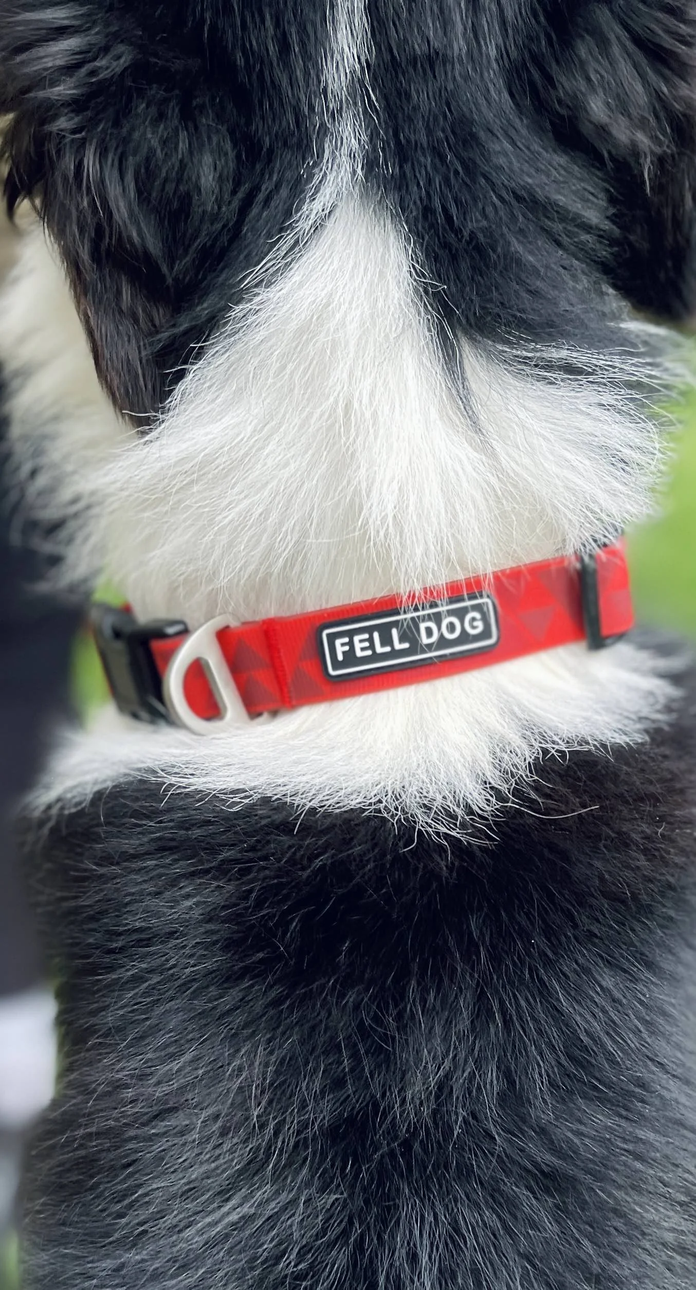 Fell Dog | Adventure Gear for Dogs