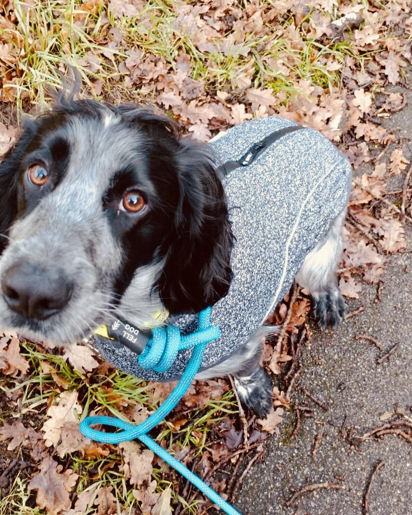 Fell Dog | Adventure Gear for Dogs