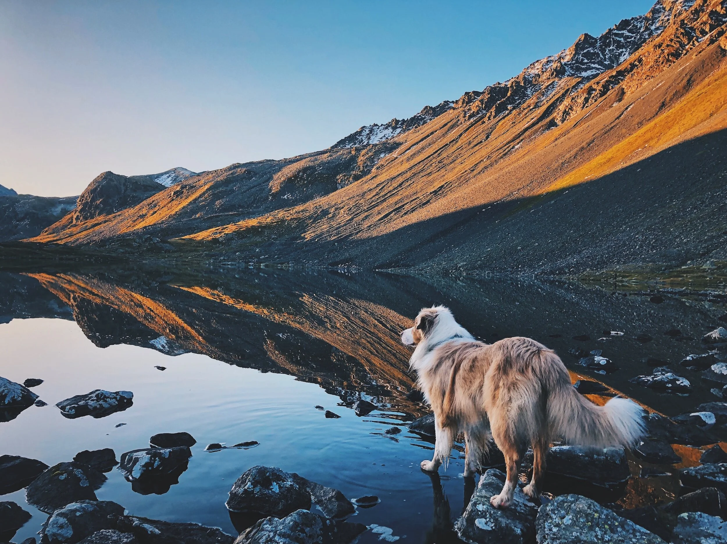 Fell Dog | Adventure Gear for Dogs