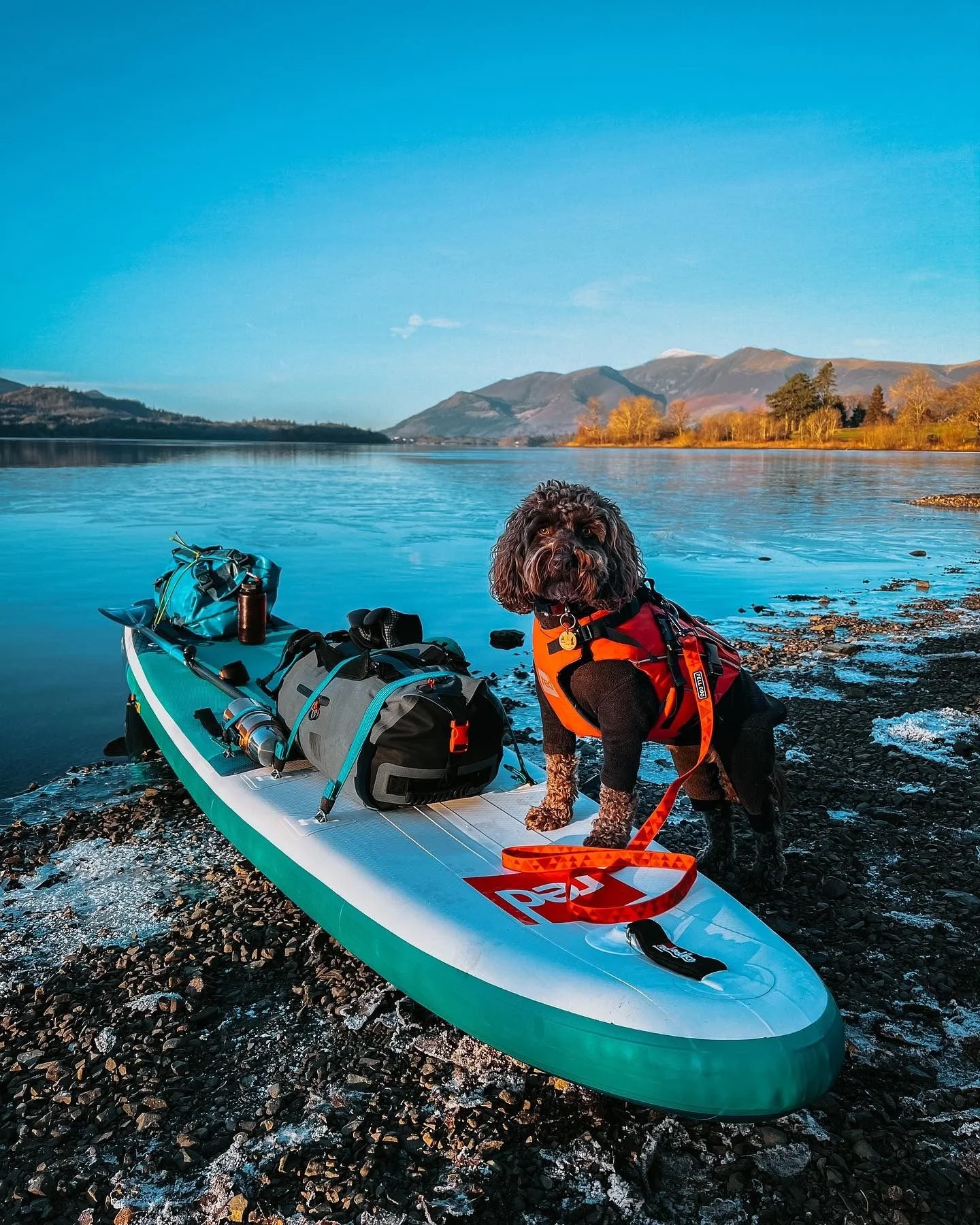 Fell Dog | Adventure Gear for Dogs