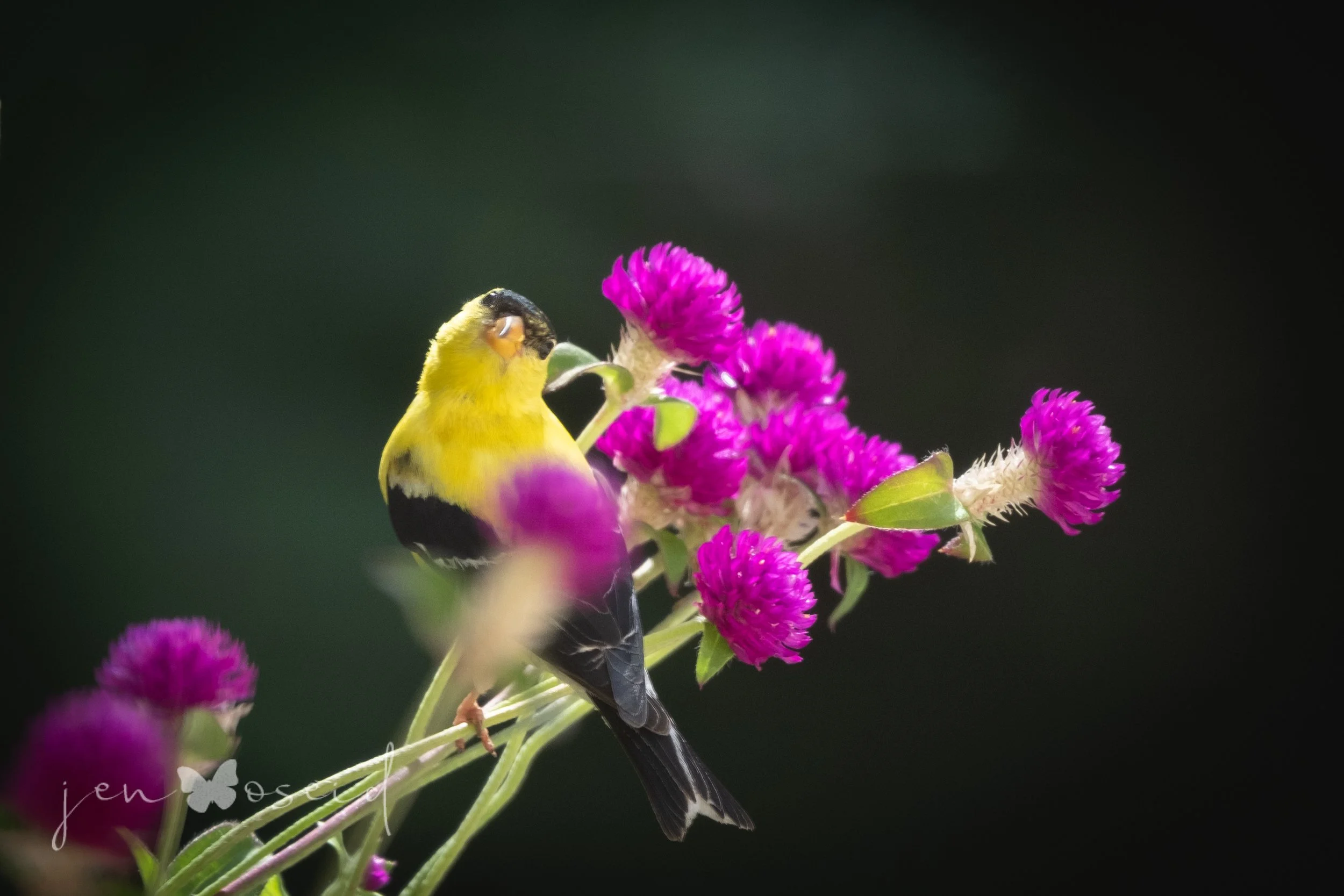 Happy Father’s Day Avian Dads
