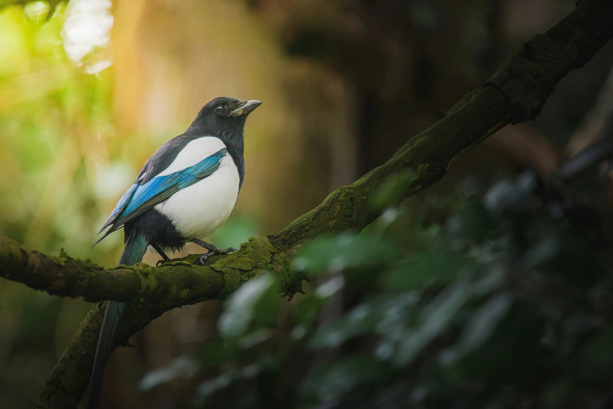 The magpie’s gift / Matthew Sheret — Corvid Queen