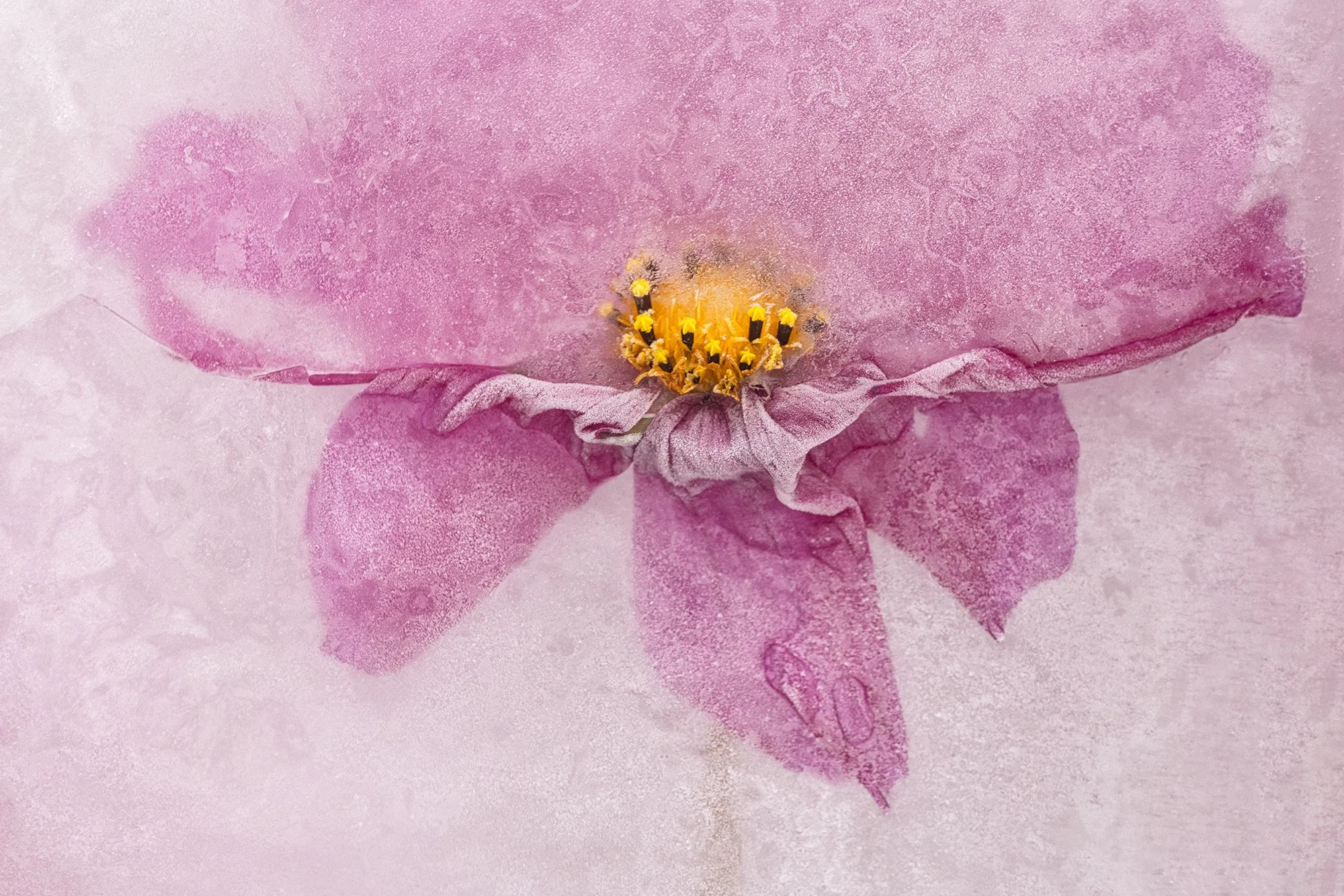 Frozen Flower Portraits — Kathleen Clemons Education