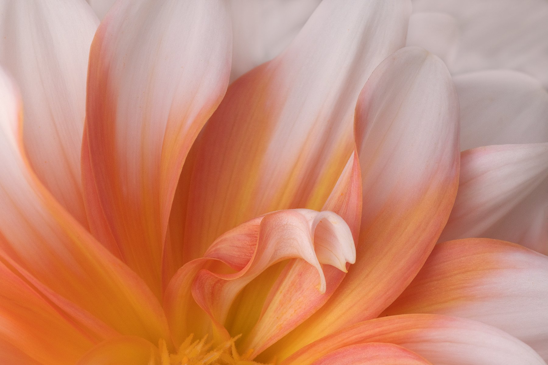 Kathleen Clemons Education