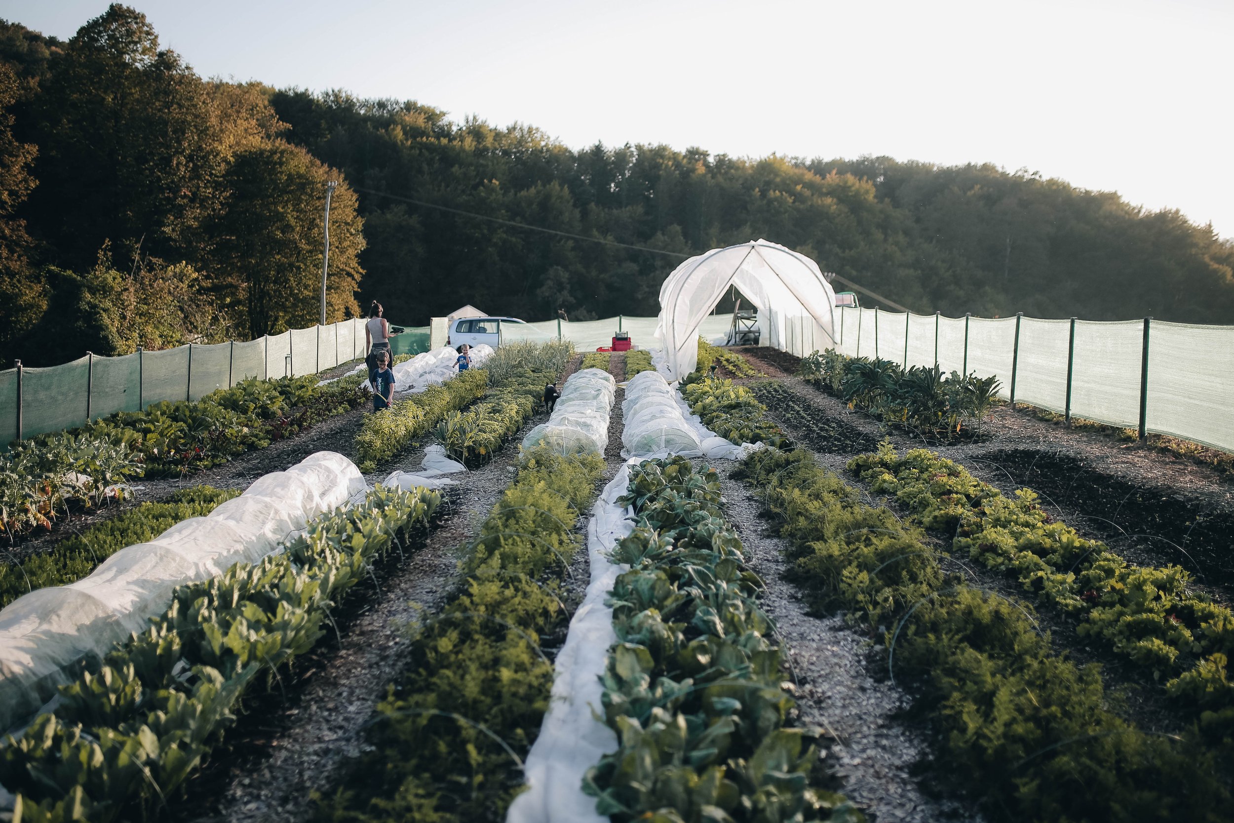 REGENERATIVNO VRTNARJENJE — Kmetija Monera