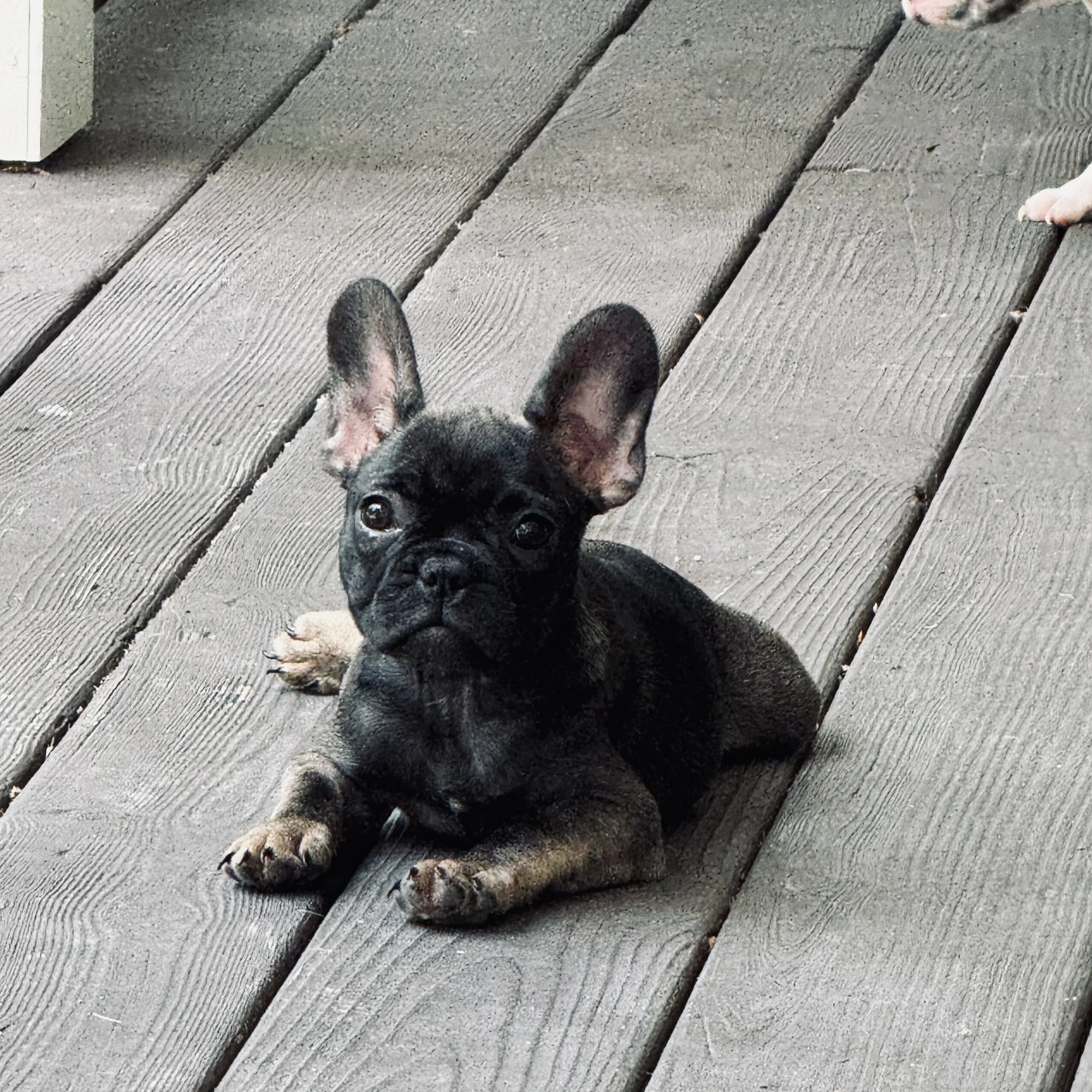 General 2 — Pure Frenchie Gen
