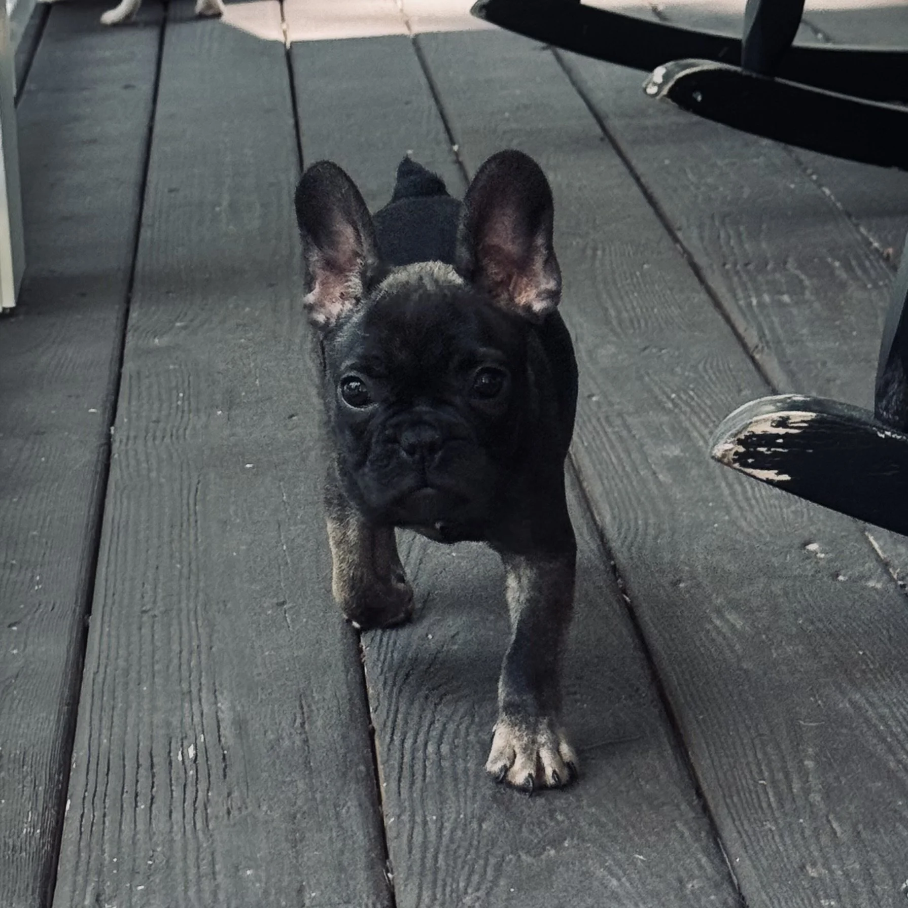 General 2 — Pure Frenchie Gen